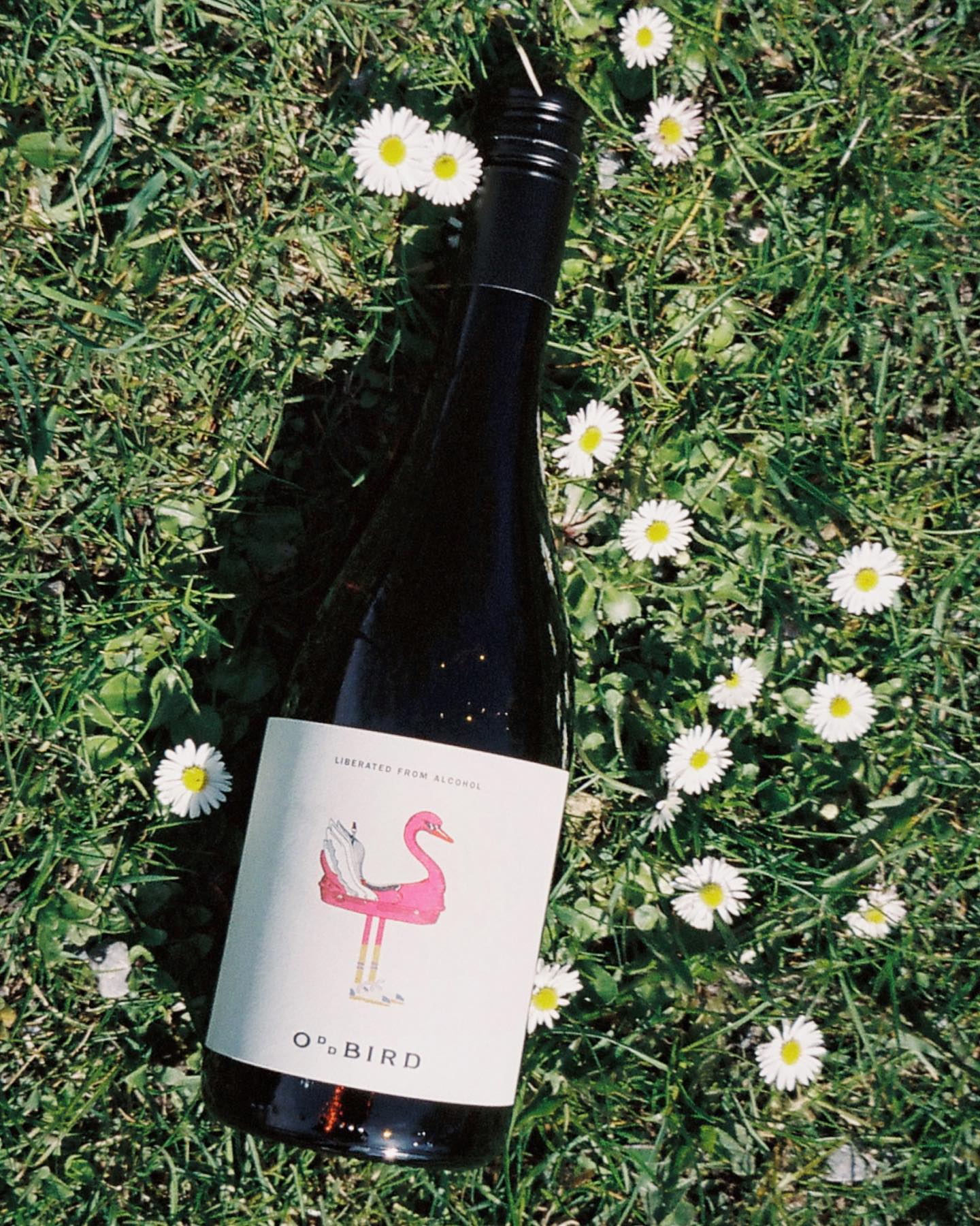 【瑞典Oddbird非鳥 】無酒精紅葡萄酒(自然解放紅)/750ml | HUG網路超市